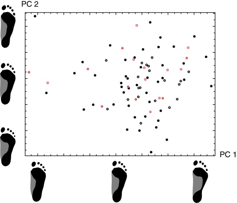 Geometric morphometric footprint analysis of young women | Journal of ...