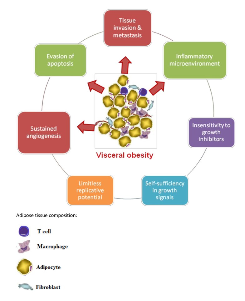 Visceral adiposity, insulin resistance and cancer risk | Diabetology ...