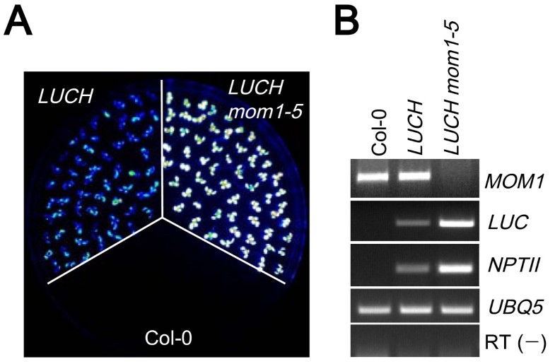Development of a luciferase-based reporter of transcriptional gene ...