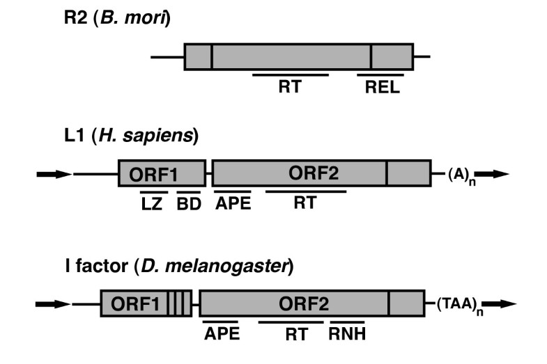 Non-long terminal repeat (non-LTR) retrotransposons: mechanisms, recent developments, and ...