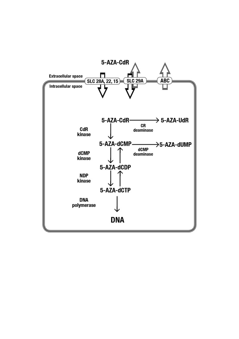 Pharmacokinetic and pharmacodynamic analysis of 5-aza-2’-deoxycytidine (decitabine) in the ...