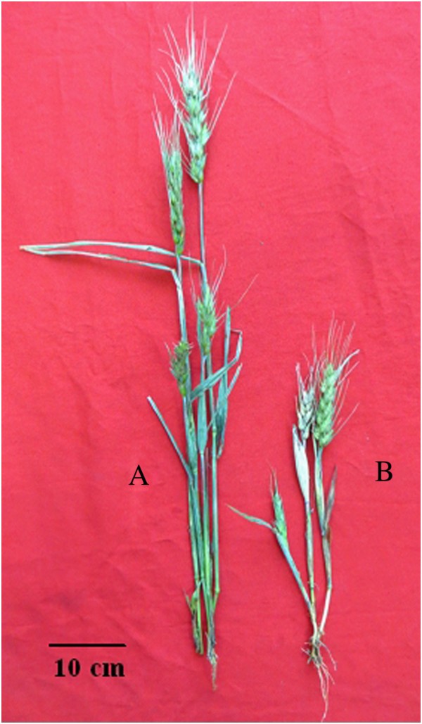 Production and identification of haploid dwarf male sterile wheat ...