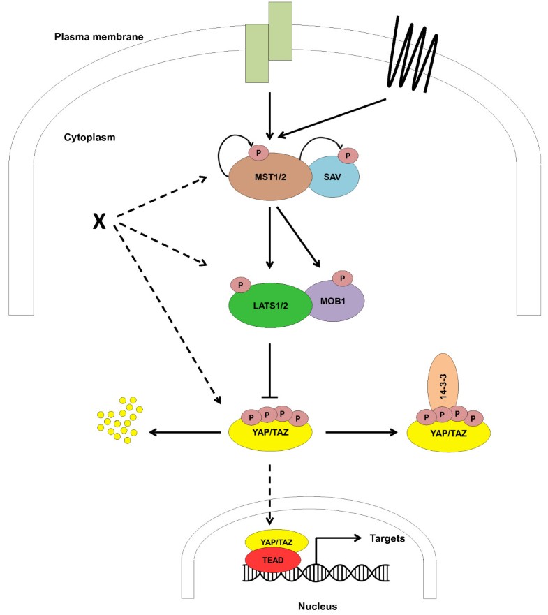 The Hippo pathway in disease and therapy: cancer and beyond | Clinical ...