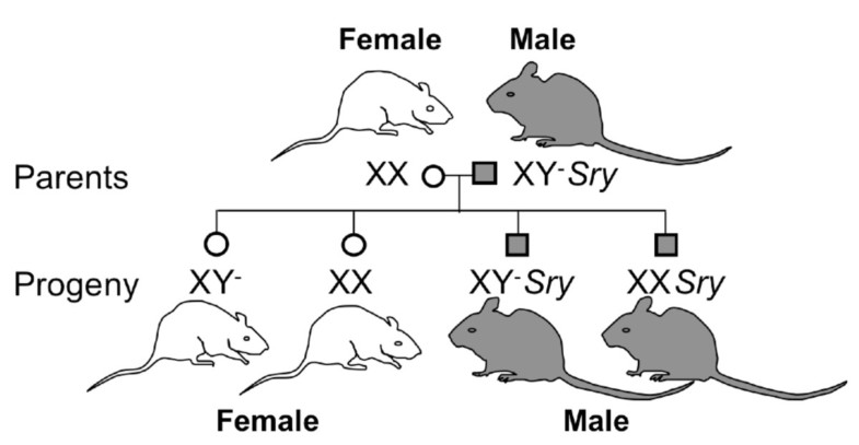Sex Differences In Primary Hypertension Biology Of Sex Differences