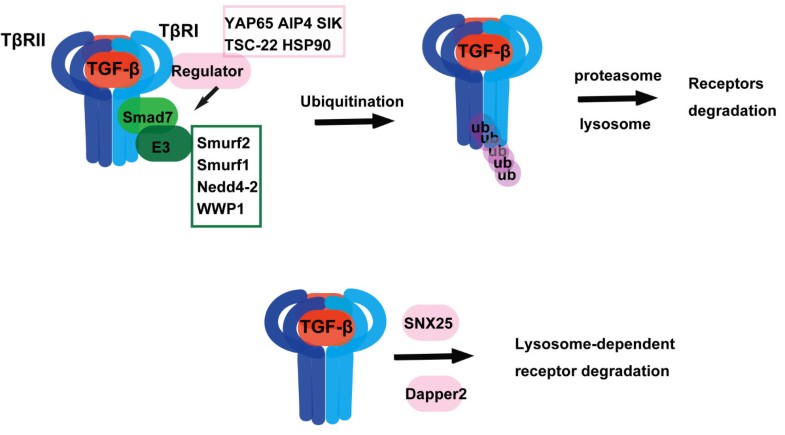 Regulation Of Tgf β Receptor Activity Cell And Bioscience Full Text