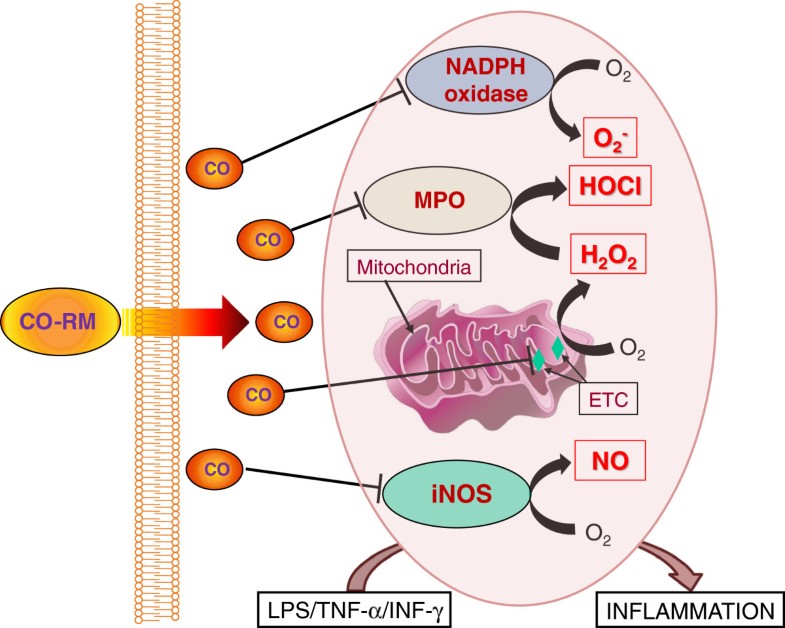 Emerging concepts on the anti-inflammatory actions of carbon monoxide ...