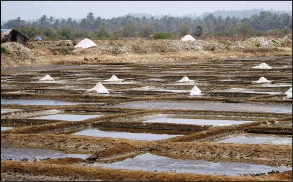 Community solar salt production in Goa, India | Aquatic Biosystems ...