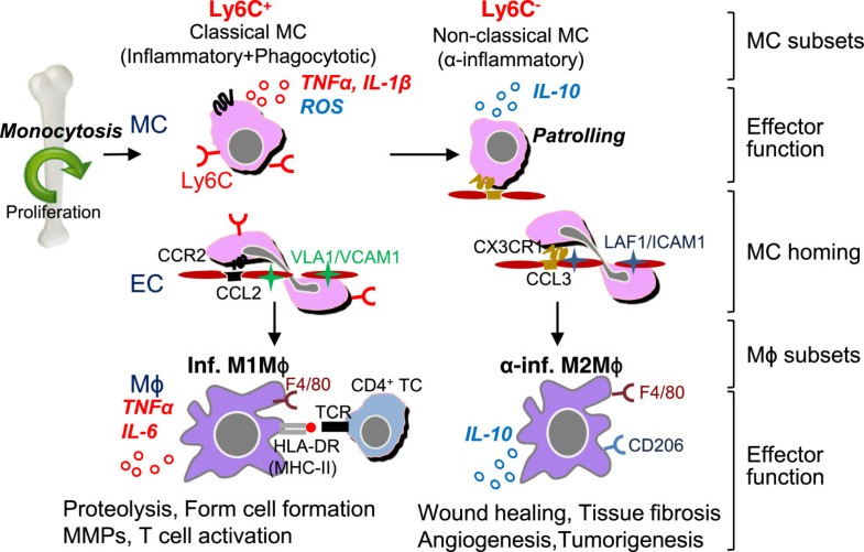 Monocyte and macrophage differentiation: circulation inflammatory ...
