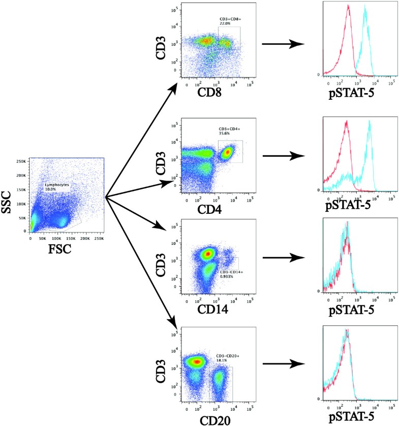 Cytokine responsiveness of CD8+ T cells is a reproducible biomarker for ...