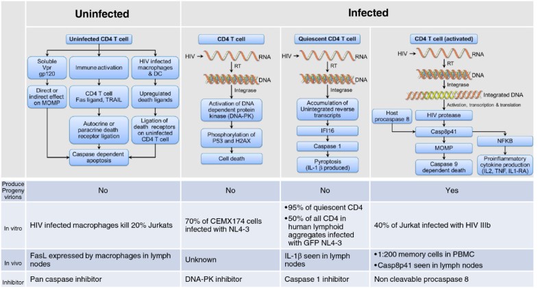 Making sense of how HIV kills infected CD4 T cells: implications for ...