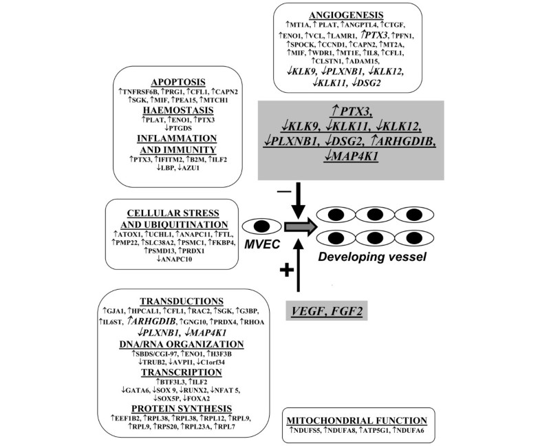 A model of anti-angiogenesis: differential transcriptosome profiling of ...