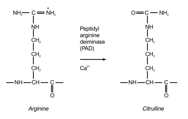 Citrullination: a small change for a protein with great consequences ...