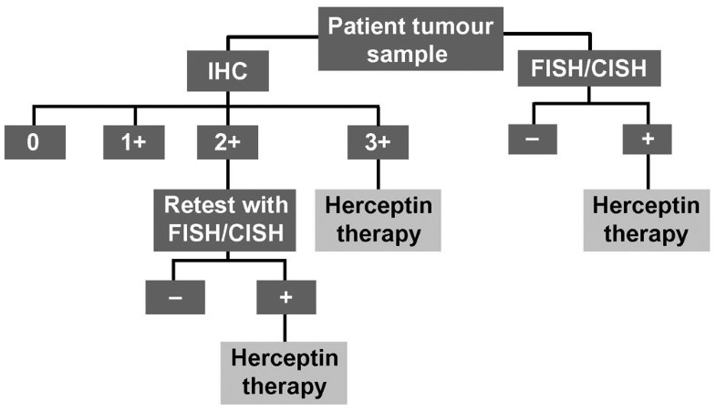 Pathology Outlines - HER2 (c-erbB2)