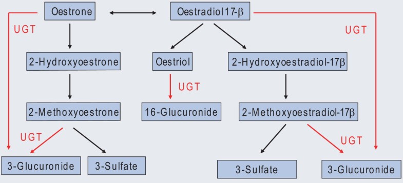 Expression levels of uridine 5'-diphospho-glucuronosyltransferase genes ...