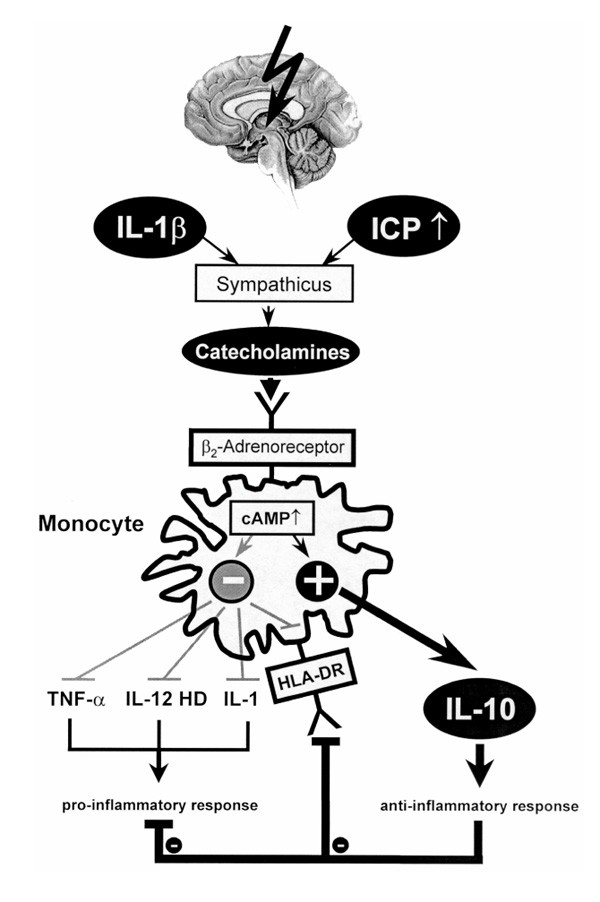 Catecholamine-induced interleukin-10 release: a key mechanism in ...