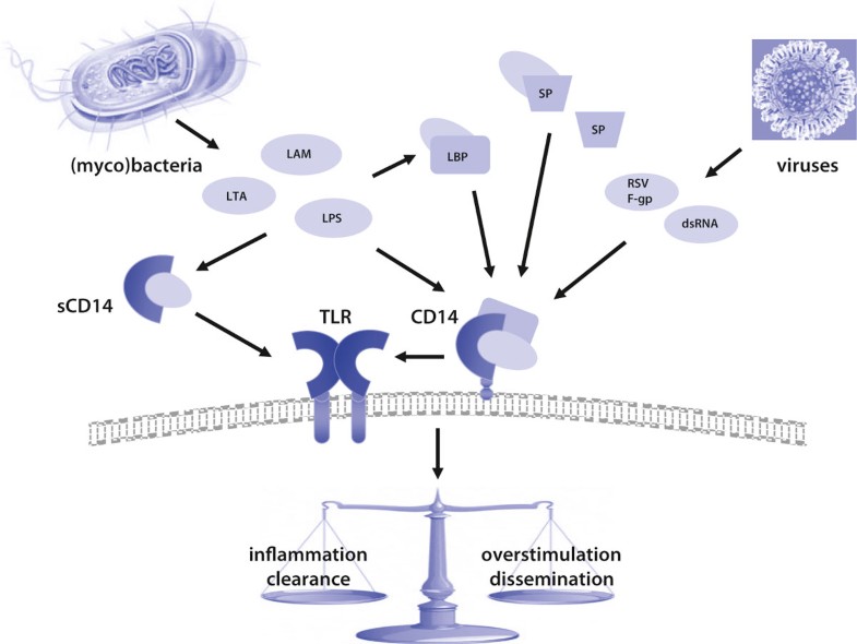 Role of CD14 in lung inflammation and infection | Critical Care | Full Text