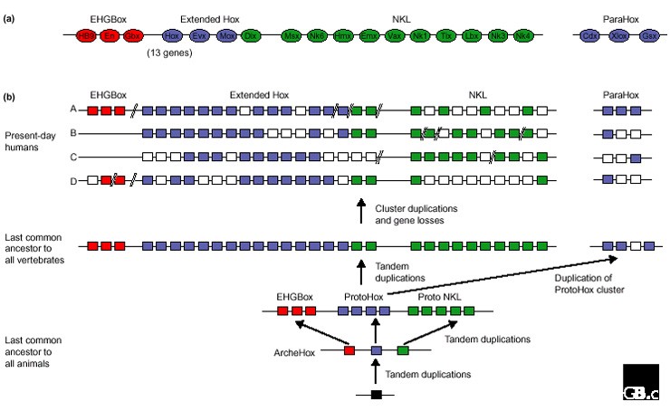 Beyond the Hox complex | Genome Biology | Full Text