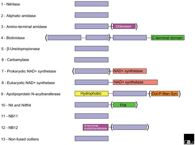 The nitrilase superfamily: classification, structure and function ...