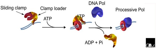 The ring-type polymerase sliding clamp family | Genome Biology | Full Text