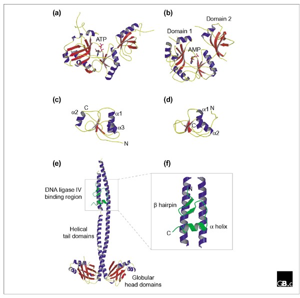 ATP-dependent DNA ligases | Genome Biology | Full Text