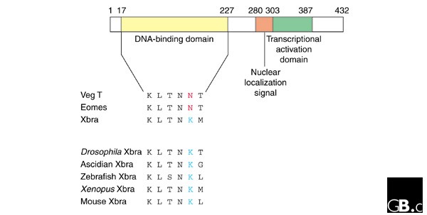 The T-box family | Genome Biology | Full Text