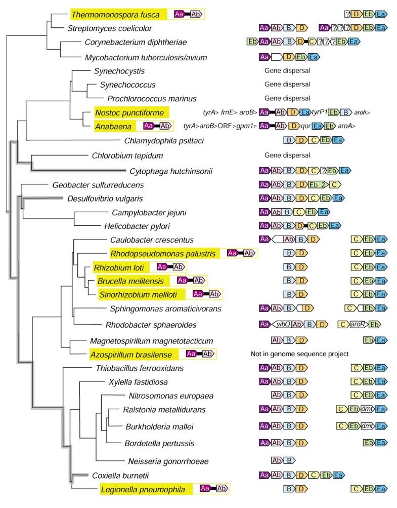 Lateral gene transfer and ancient paralogy of operons containing ...