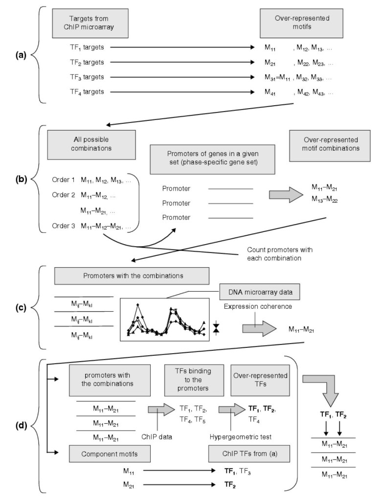 Identifying combinatorial regulation of transcription factors and binding motifs | Genome ...