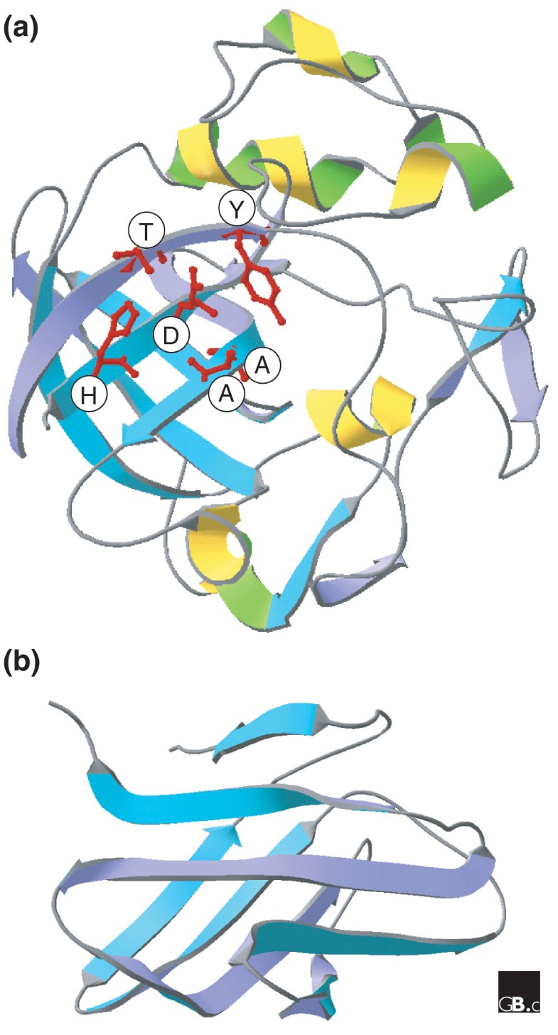 The expansin superfamily | Genome Biology | Full Text