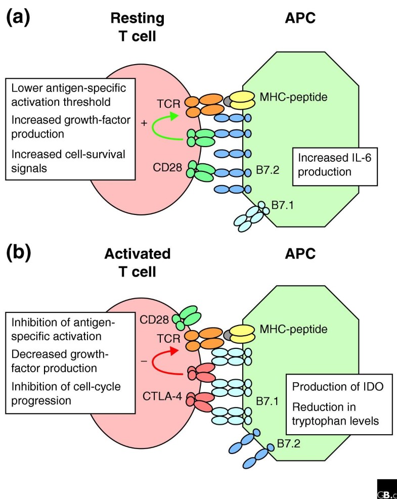 The B7 family of immune-regulatory ligands | Genome Biology | Full Text