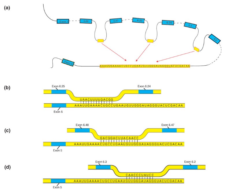 Variable window binding for mutually exclusive alternative splicing ...