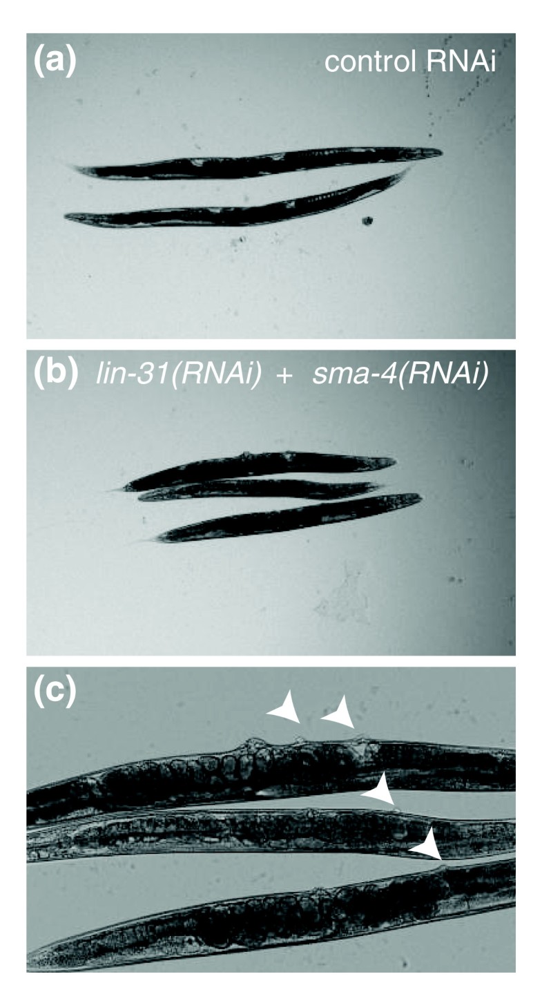 Combinatorial RNA interference in Caenorhabditis elegans reveals that ...