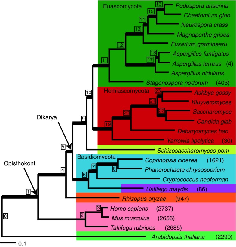 Comparative genomic analysis of fungal genomes reveals intron-rich ...