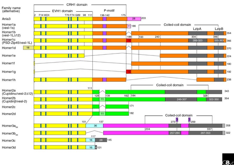The Homer family proteins | Genome Biology | Full Text