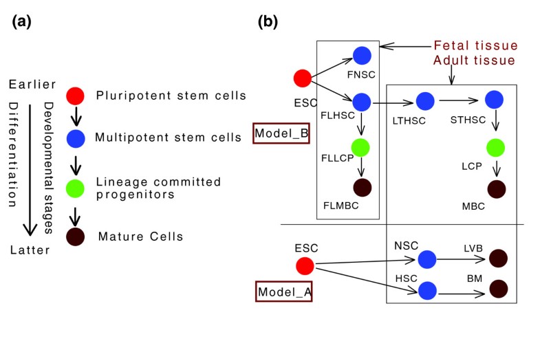 Developmental stage related patterns of codon usage and genomic GC content: searching for ...