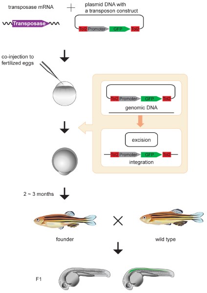 Tol2: a versatile gene transfer vector in vertebrates | Genome Biology ...