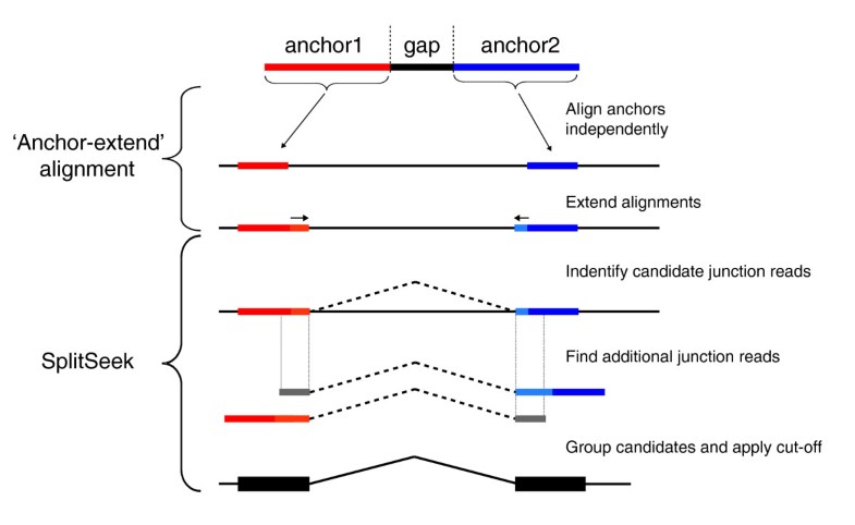Global and unbiased detection of splice junctions from RNA-seq data ...