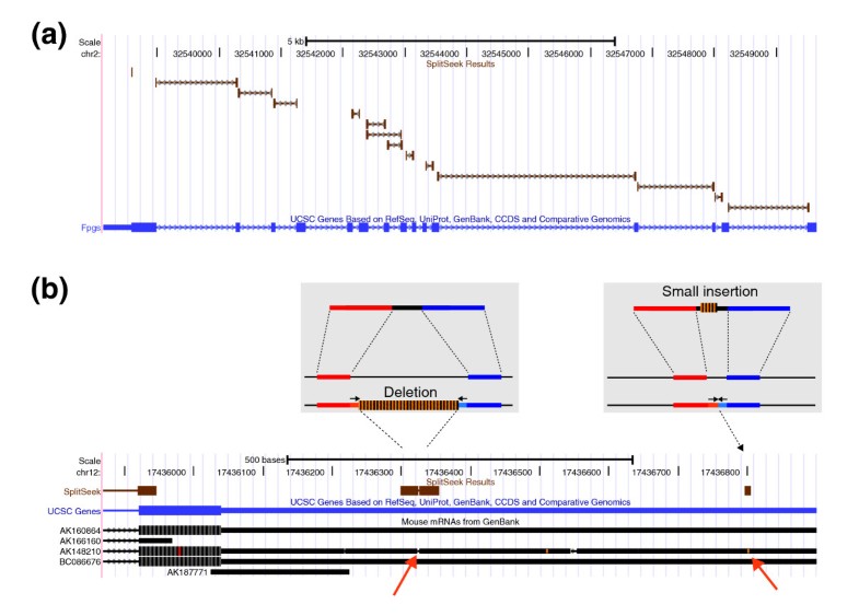 Global and unbiased detection of splice junctions from RNA-seq data ...
