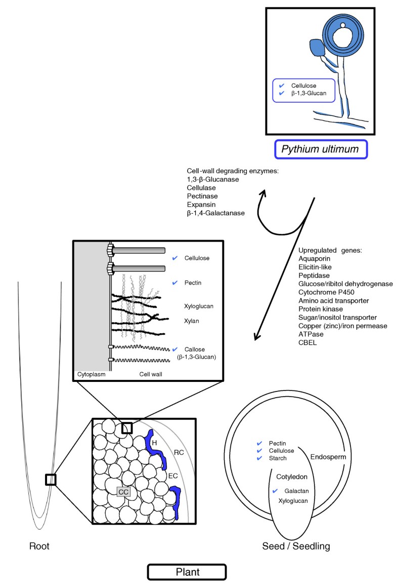 Genome sequence of the necrotrophic plant pathogen Pythium ultimum ...