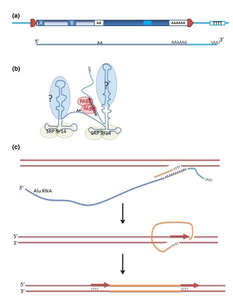 Alu elements: know the SINEs | Genome Biology | Full Text