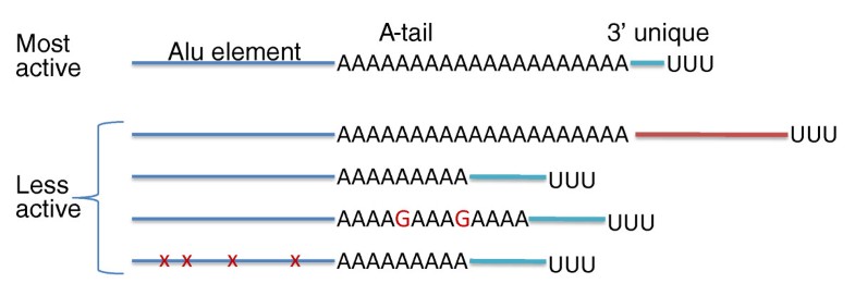 Alu elements: know the SINEs | Genome Biology | Full Text