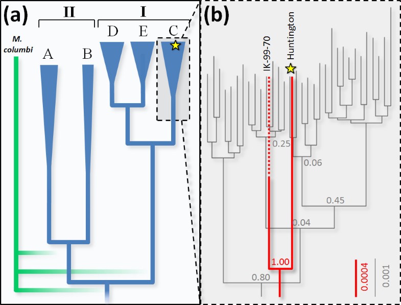 Complete Columbian mammoth mitogenome suggests interbreeding with ...