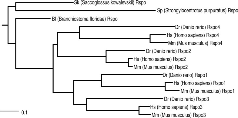 The R-spondin protein family | Genome Biology | Full Text