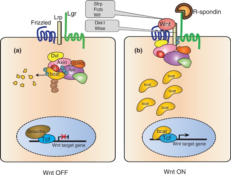 The R-spondin protein family | Genome Biology | Full Text