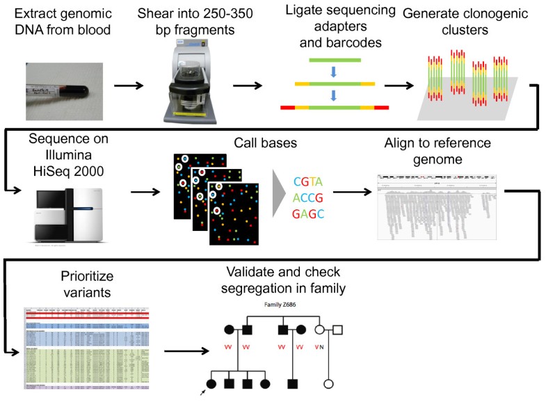 High Throughput Sequencing To Decipher The Genetic Heterogeneity Of Deafness Genome Biology