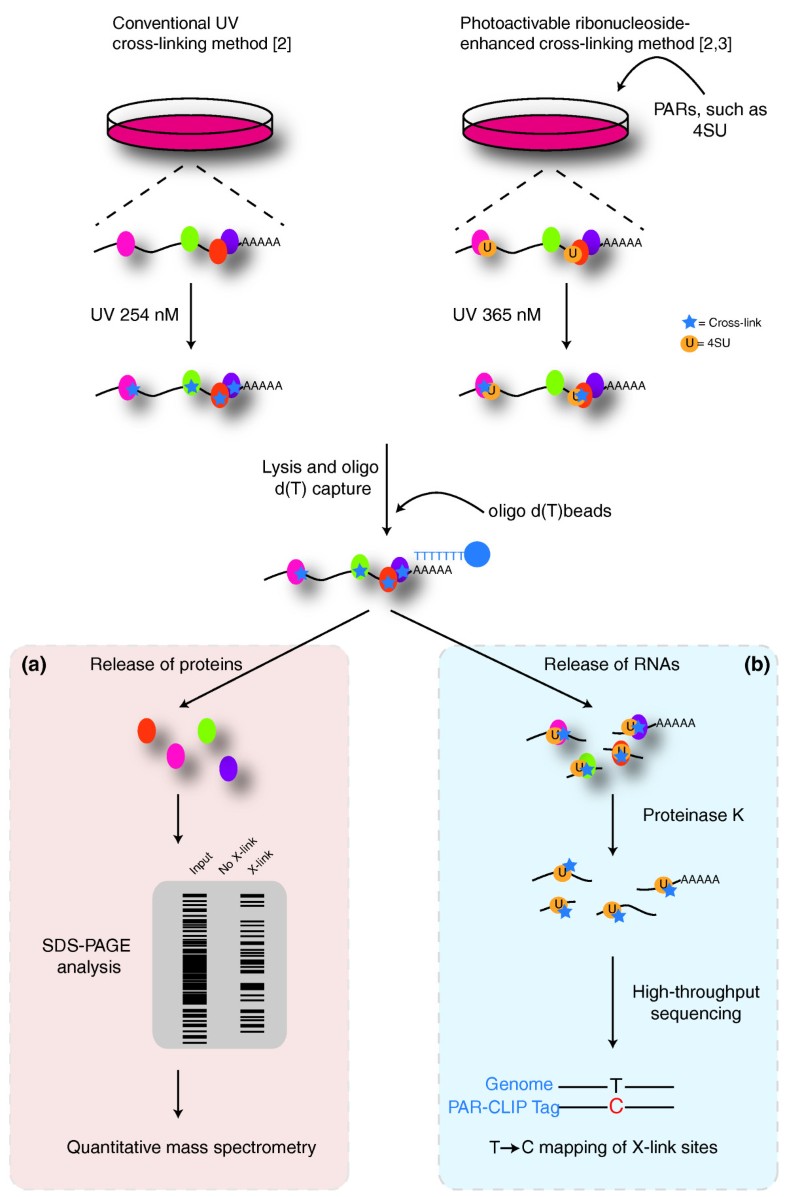 The greatest catch: big game fishing for mRNA-bound proteins | Genome ...