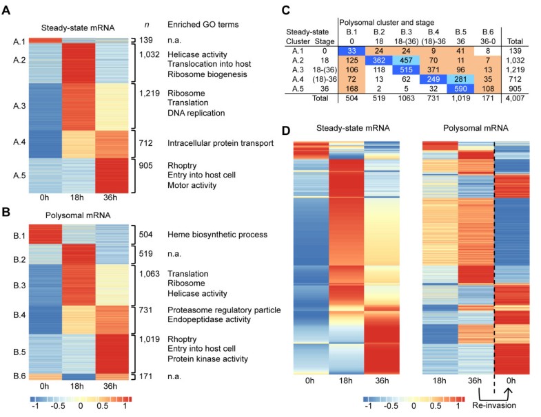 Polysome profiling reveals translational control of gene expression in ...