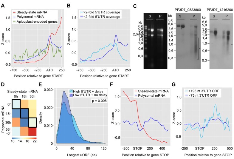Polysome Profiling Reveals Translational Control Of Gene Expression In