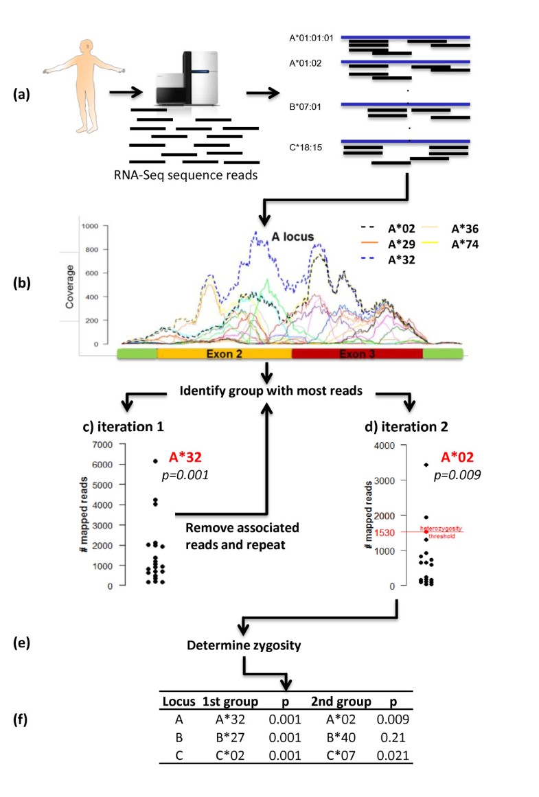 HLA typing from RNA-Seq sequence reads | Genome Medicine | Full Text