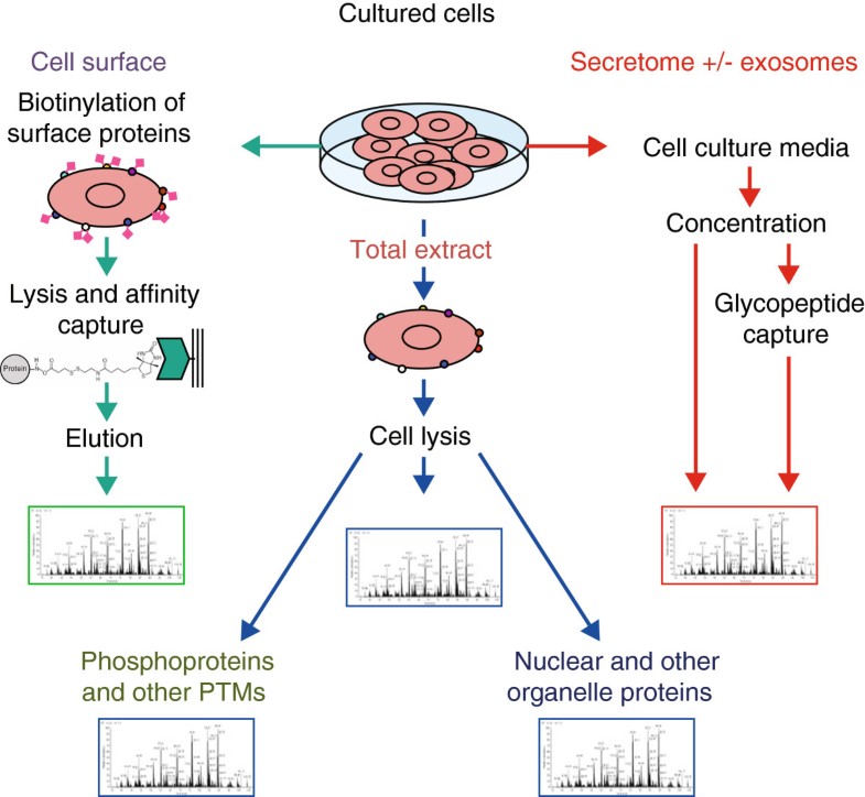 Proteomic Profiling Of The Tumor Microenvironment Recent Insights And