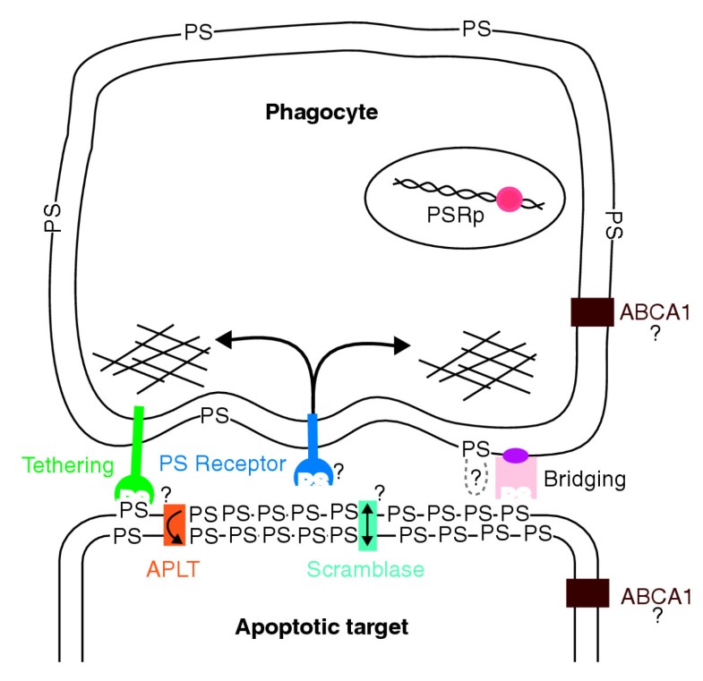 Hide and seek: the secret identity of the phosphatidylserine receptor ...